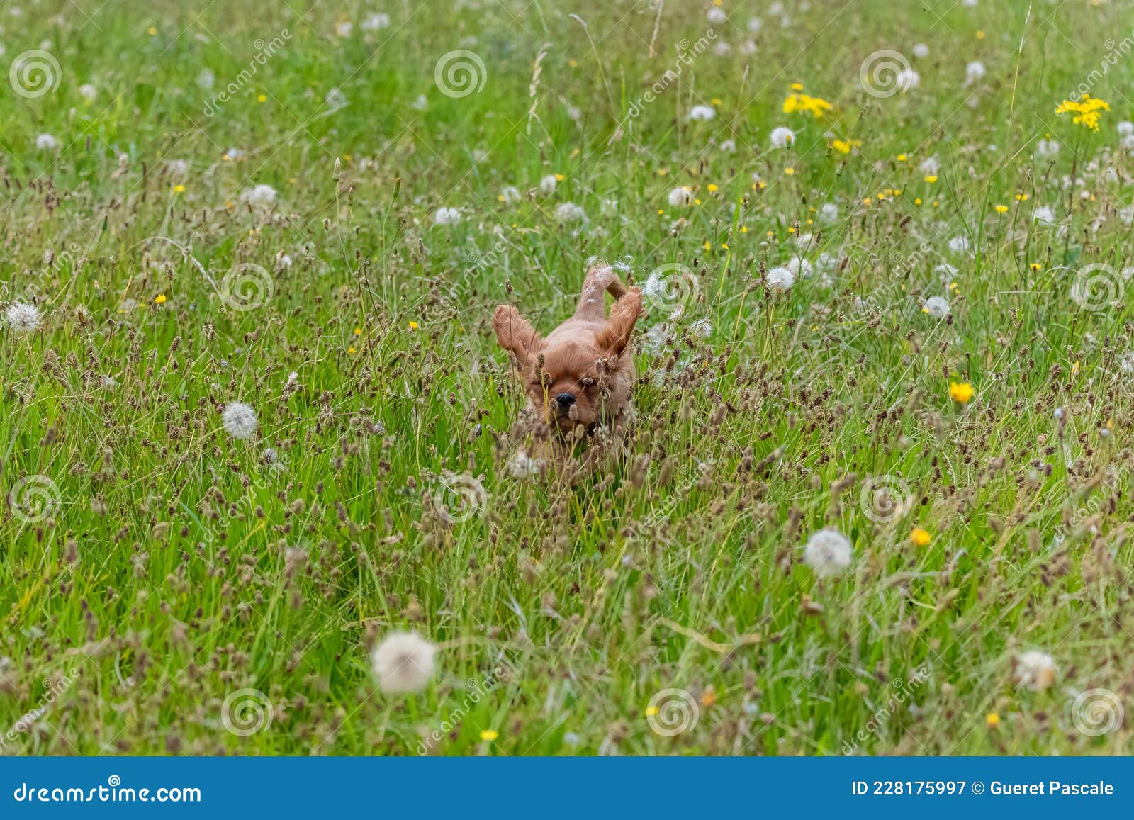 A Cute Puppy Running in a Field Stock Image - Image of beautiful ...