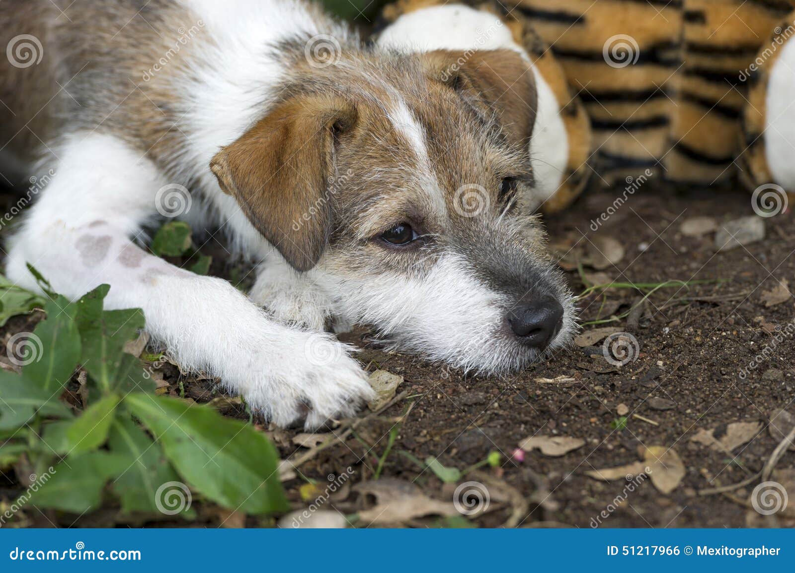 Cute puppy with sad face. stock photo. Image of abandoned - 51217966