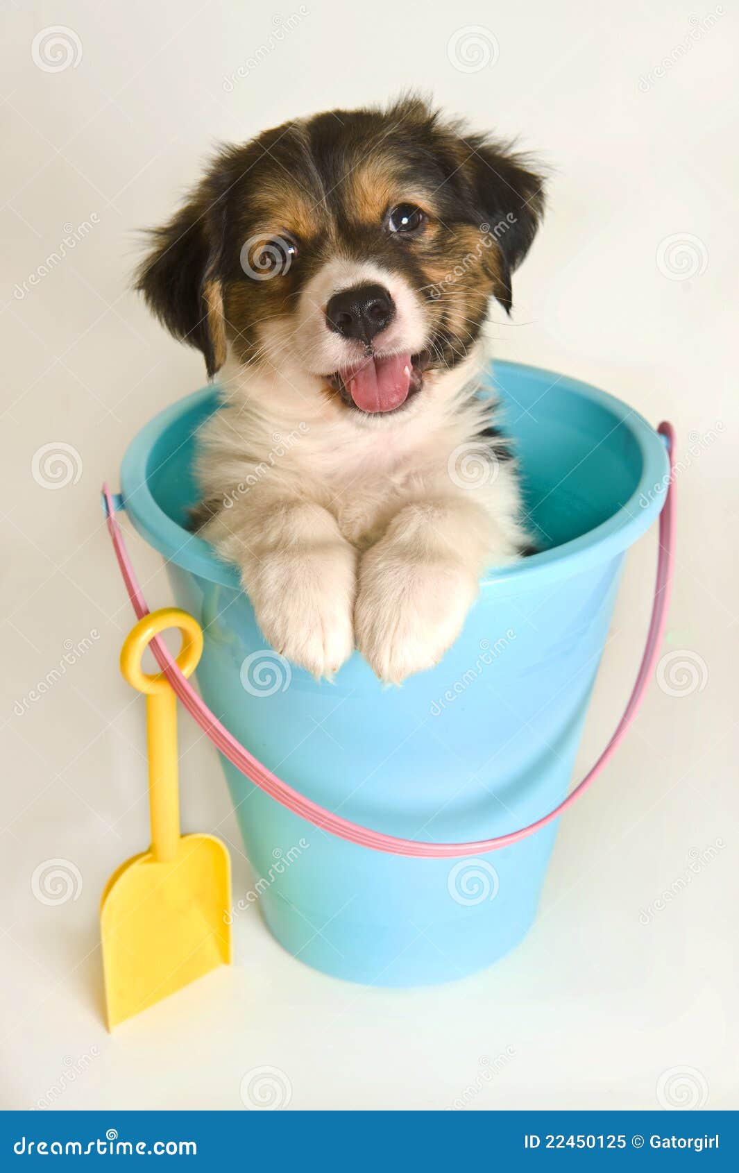 Puppy In Sand Royalty-Free Stock Photography | CartoonDealer.com #24701333