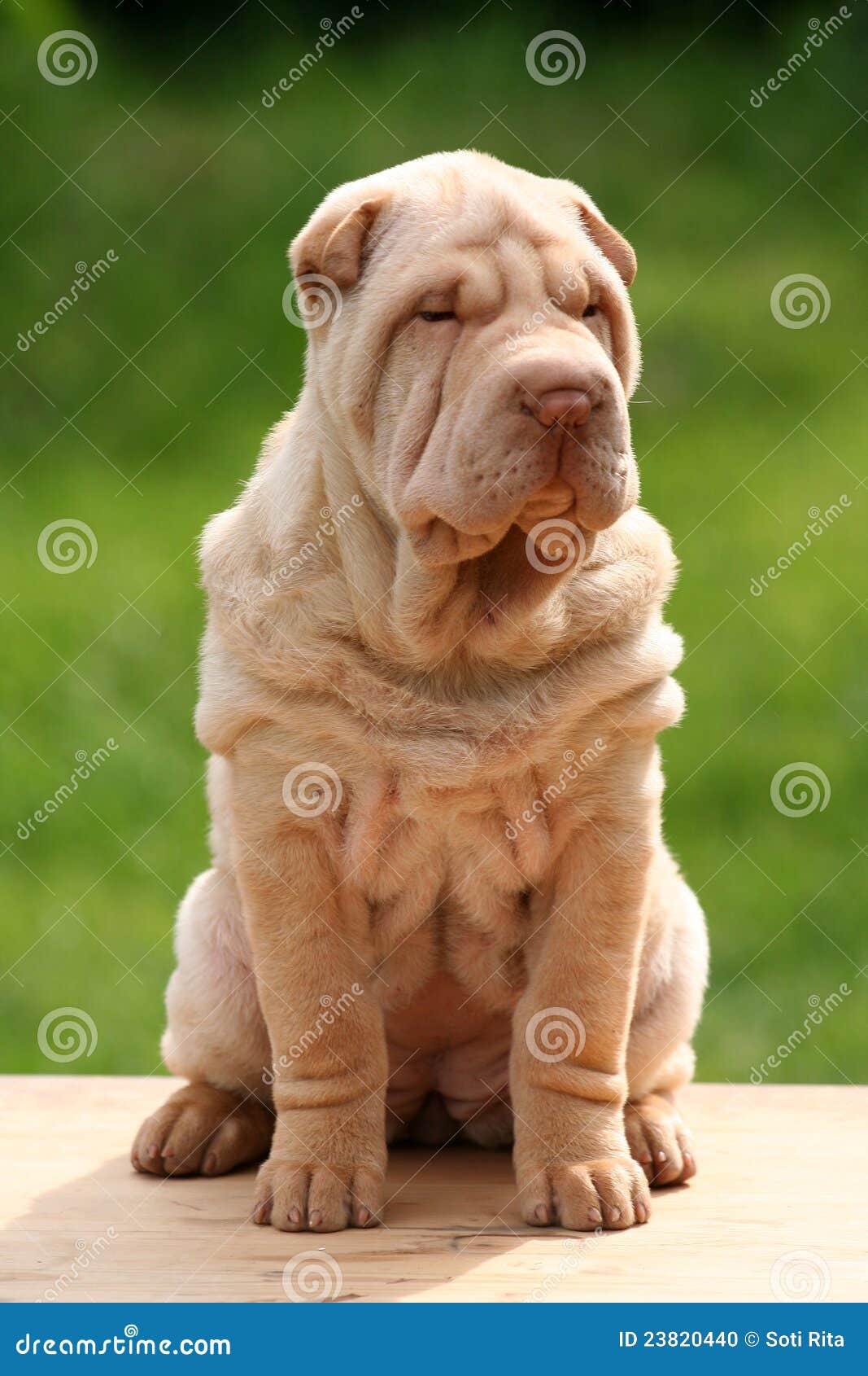 Cute Puppy sharpei sitting stock photo. Image of wrinkle - 23820440