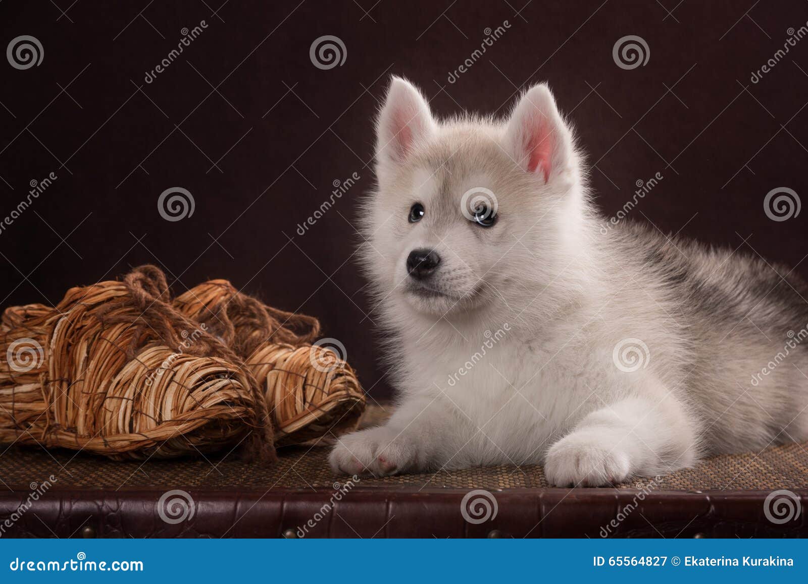 Cute Puppy Siberian Husky stock image. Image of eyes - 65564827