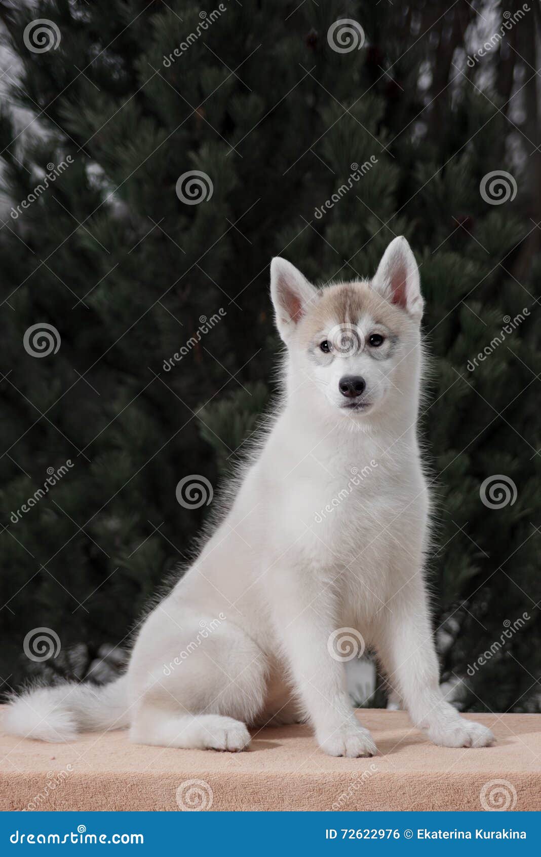 Cute Puppy Siberian Husky stock photo. Image of pedigreed - 72622976