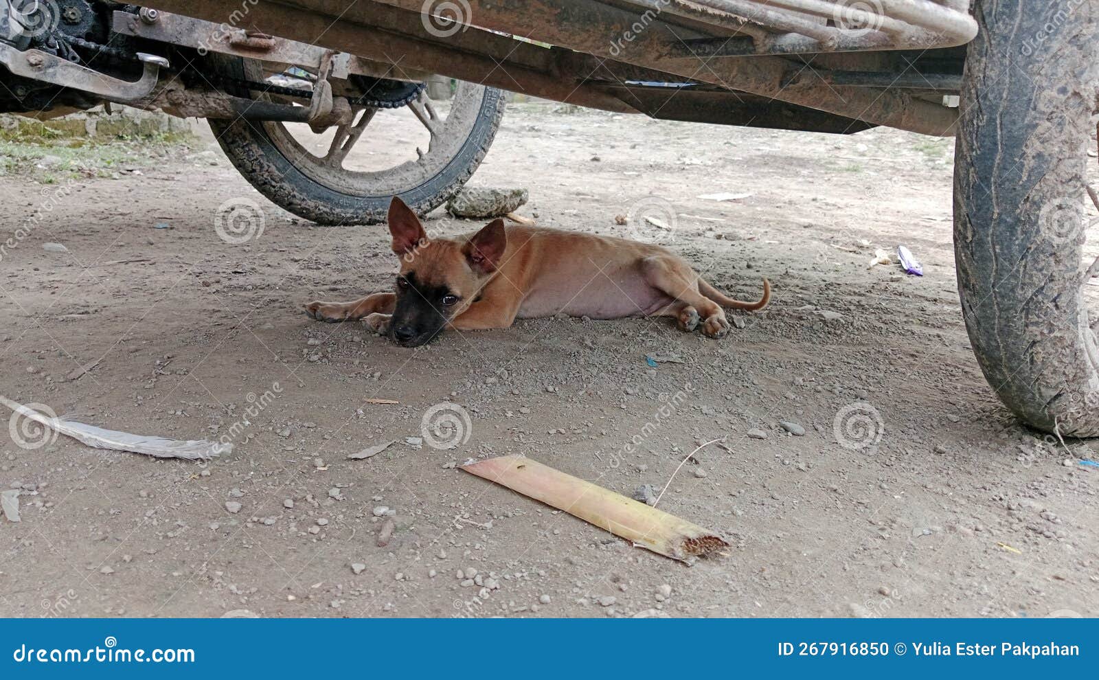 A Cute Puppy is Sitting Relaxed Under a Freight Rickshaw Stock Photo ...