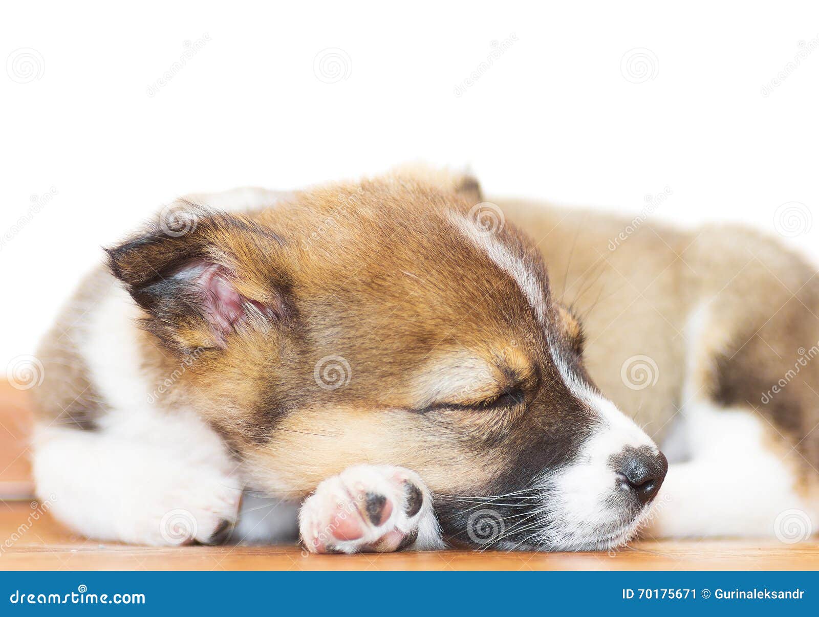 Cute puppy is sleeping stock image. Image of puppy, indoors - 70175671
