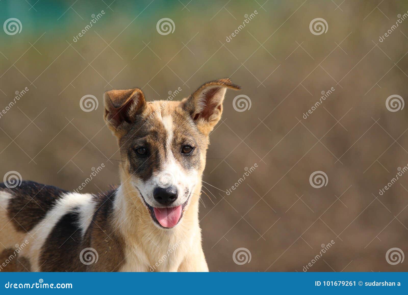 Cute little dog stock image. Image of little, cute, smile - 101679261