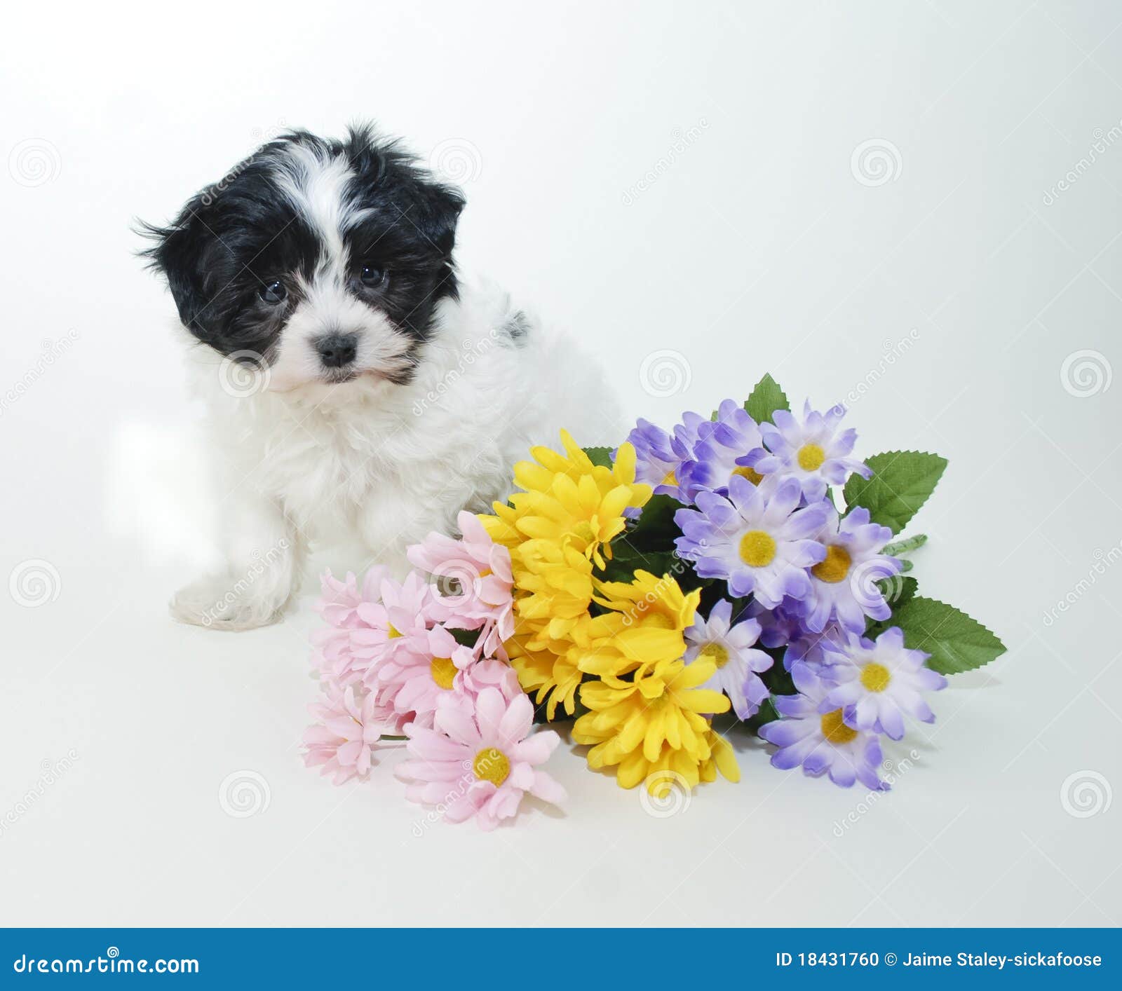 Cute Puppy with Spring Flowers Stock Photo - Image of young, cute: 18431760