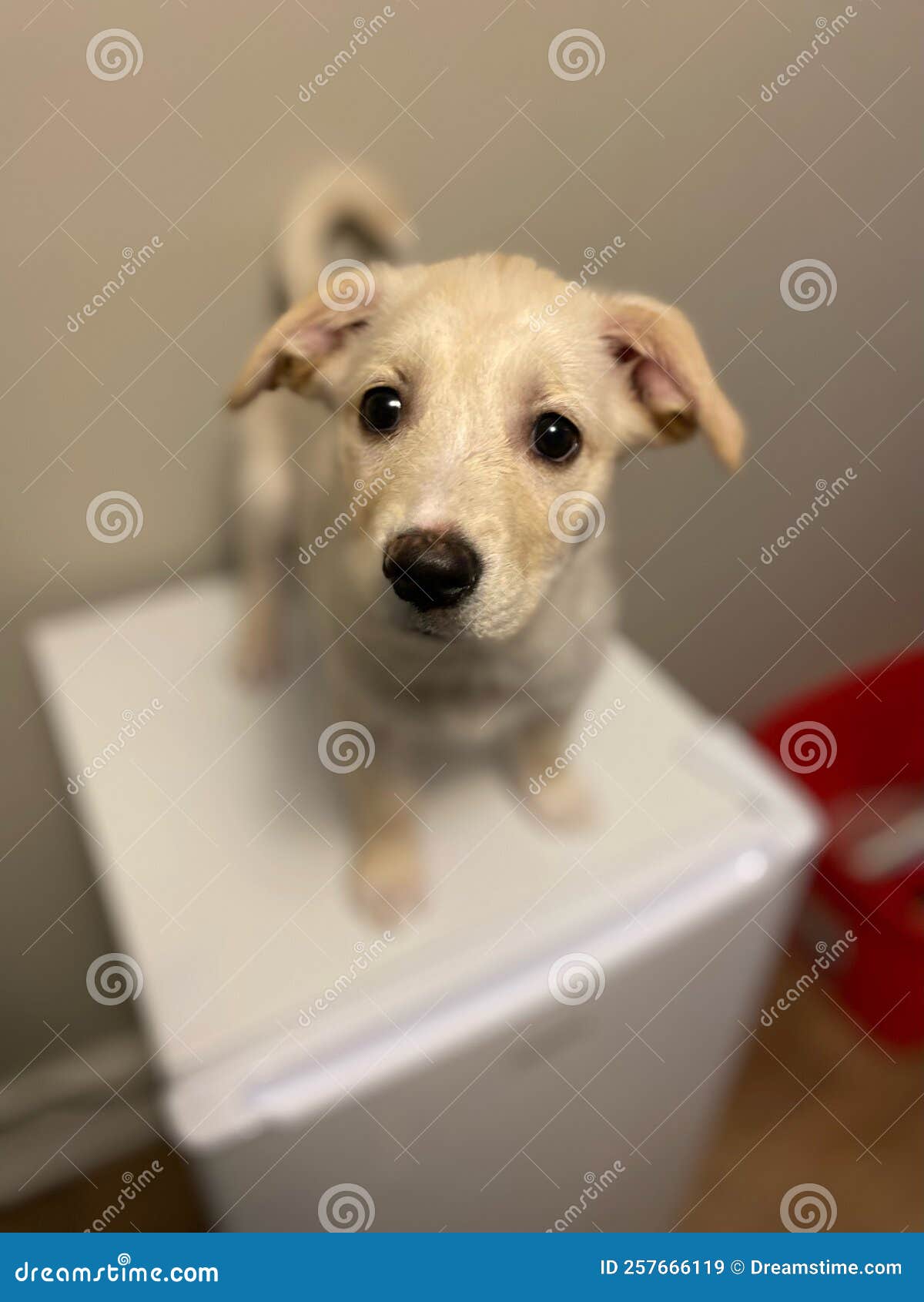 Cute Puppy Standing on Mini Fridge Stock Image - Image of animal, hound ...