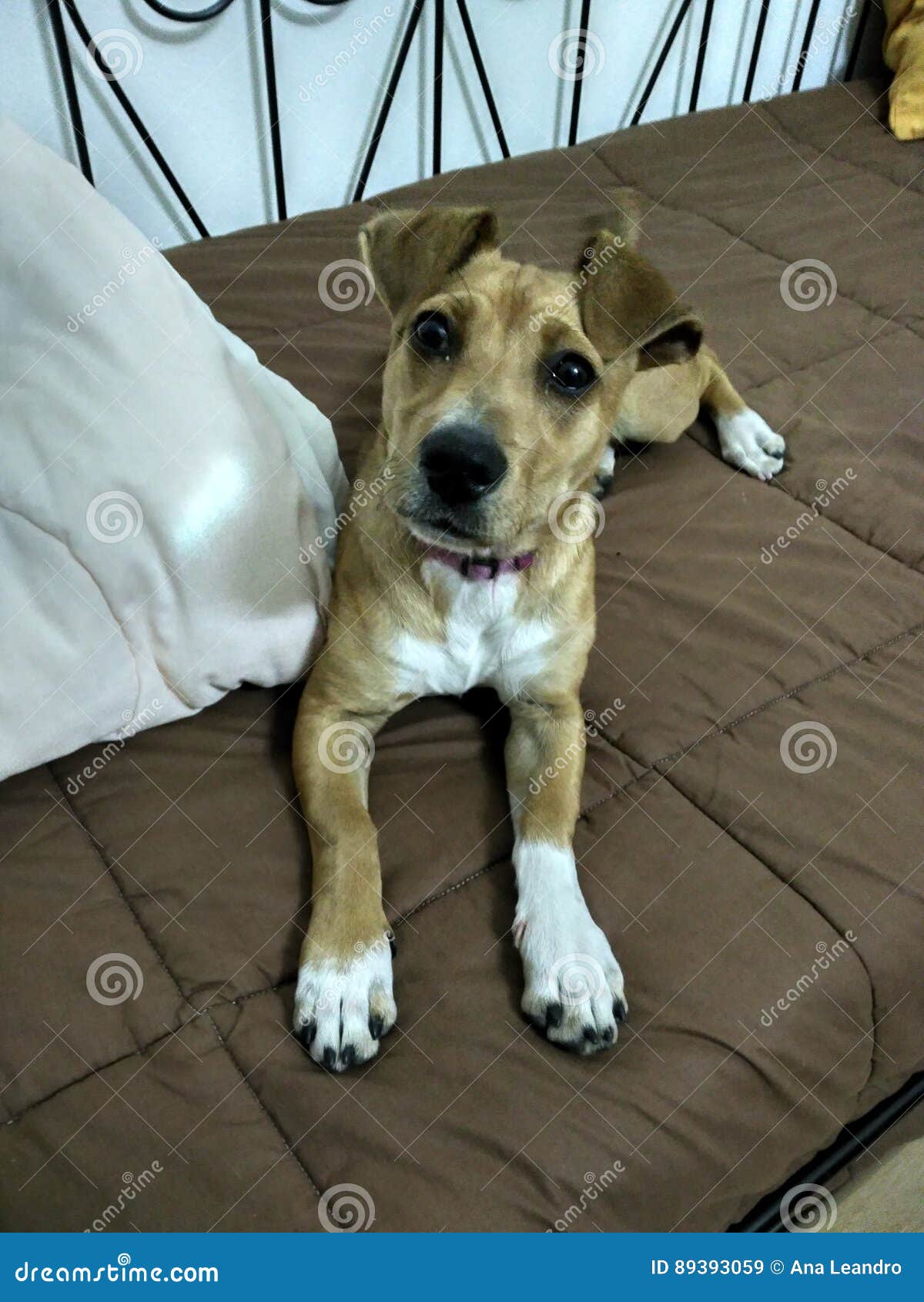 Cute Puppy Staring stock image. Image of white, puppy - 89393059