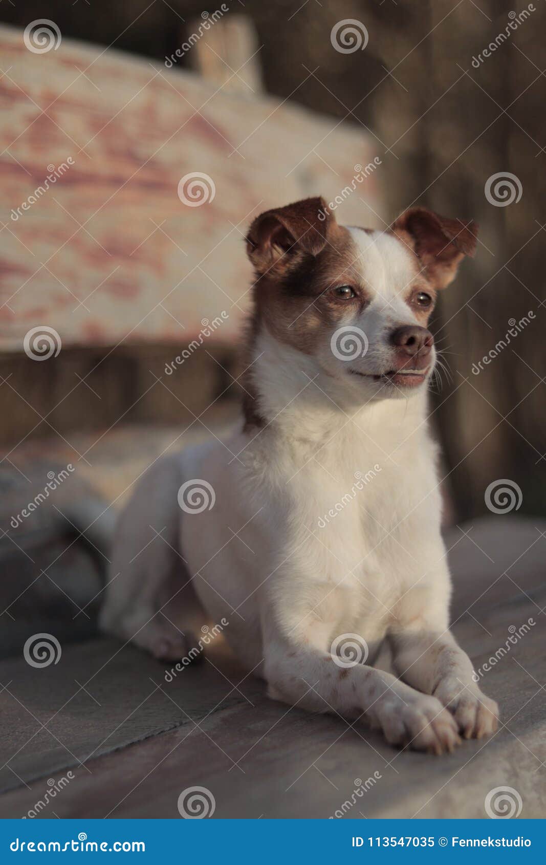 Cute puppy stock image. Image of still, cute, sunset - 113547035