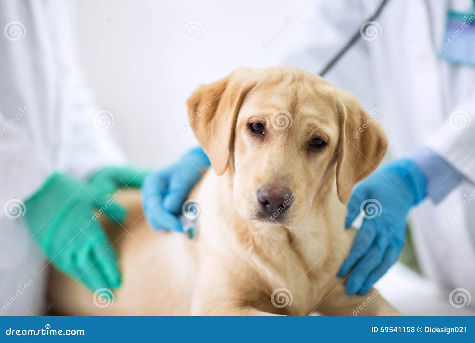 Cute puppy visit vet stock photo. Image of hospital, holding - 69541158