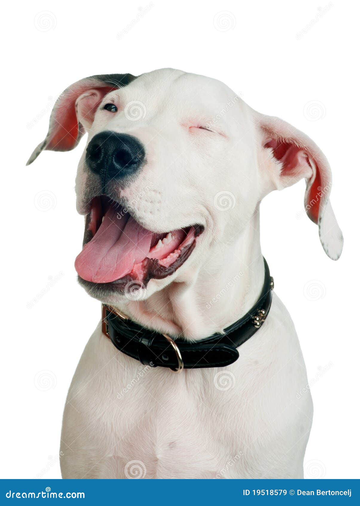 Cute puppy winking stock image. Image of animal, adorable - 19518579