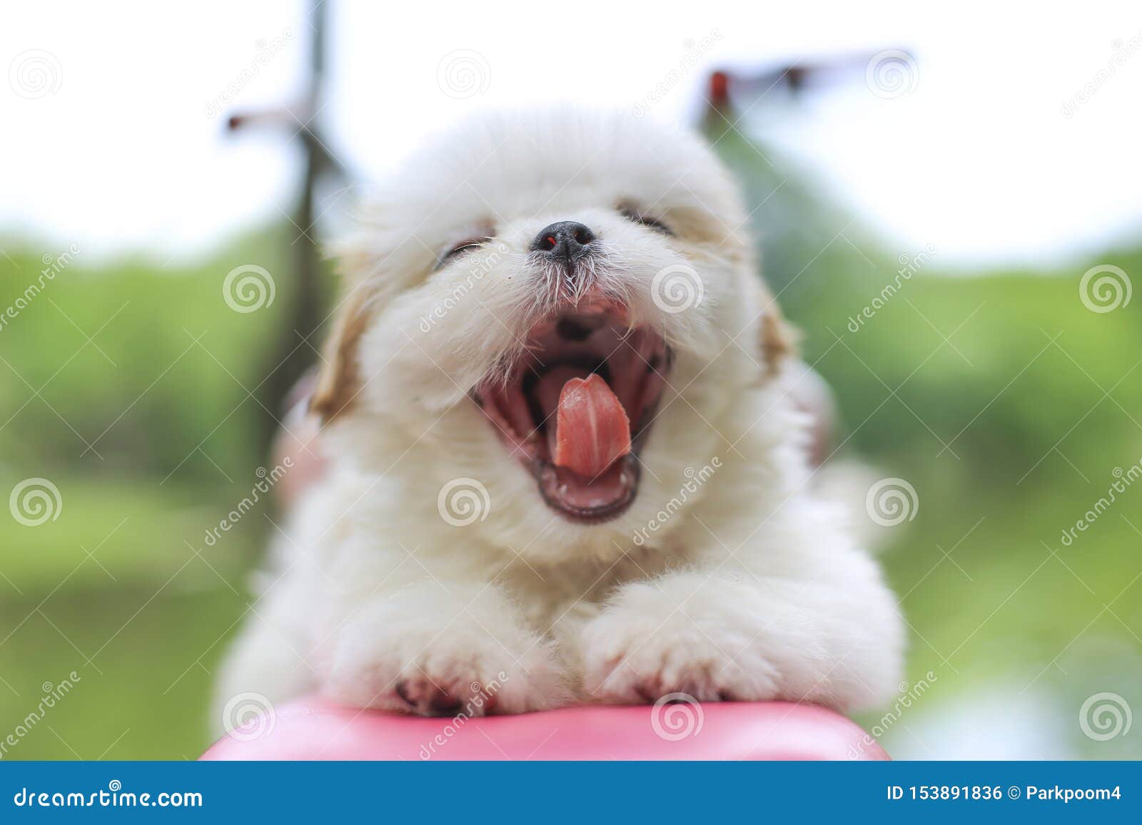 Front View Closeup Image of Cute Yawning Puppy Stock Photo - Image of ...