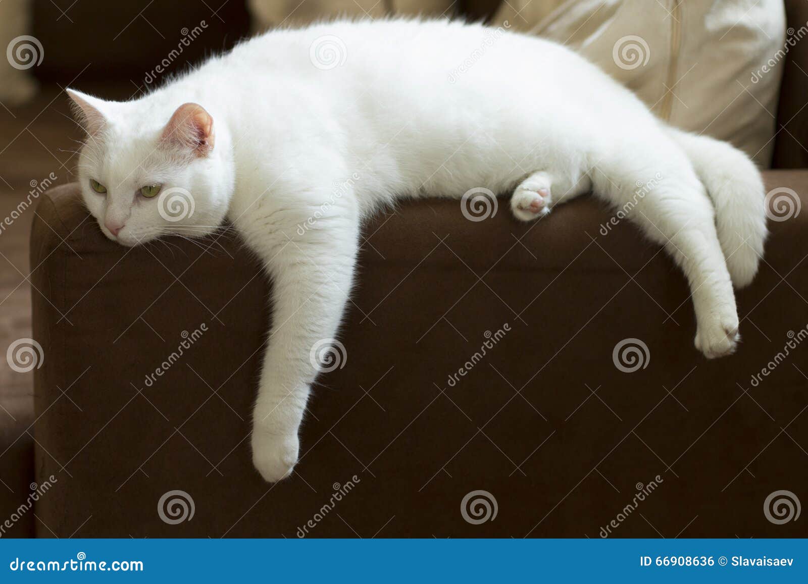 Cute Pure White Cat Resting on a Sofa. Stock Photo - Image of rome ...