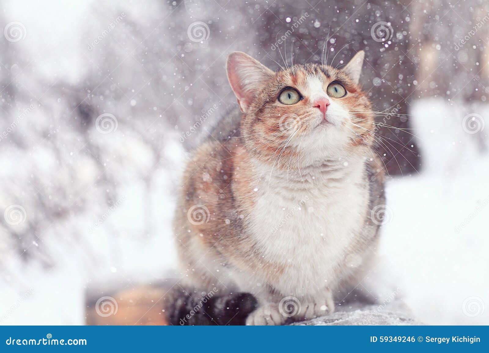 Cute purebred cat stock photo. Image of mammal, cats - 59349246