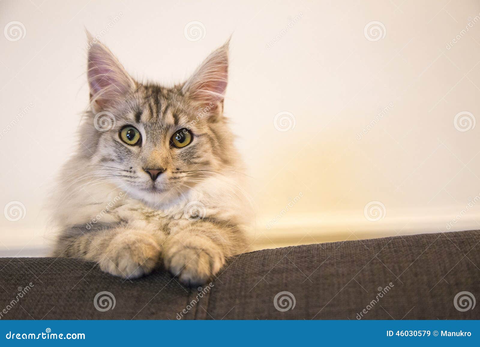 Cute Purebred Cat On Sofa Royalty-Free Stock Photo | CartoonDealer.com ...