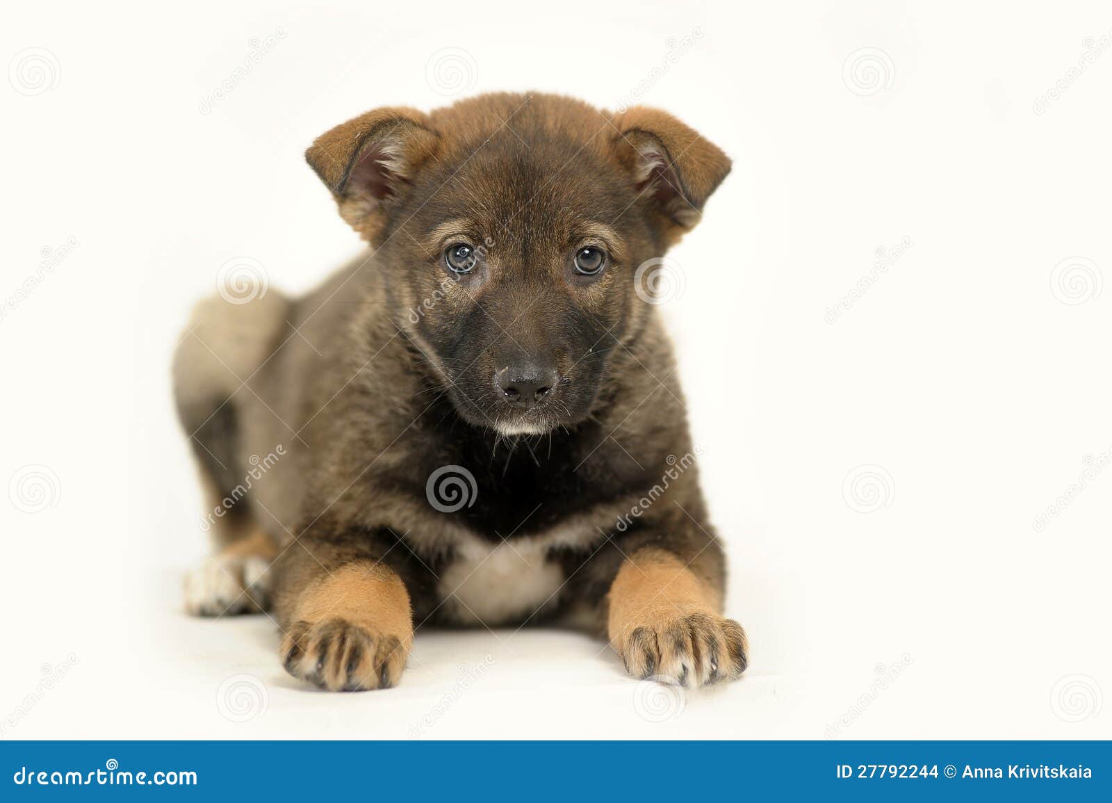 Cute purebred puppy stock photo. Image of cute, close - 27792244