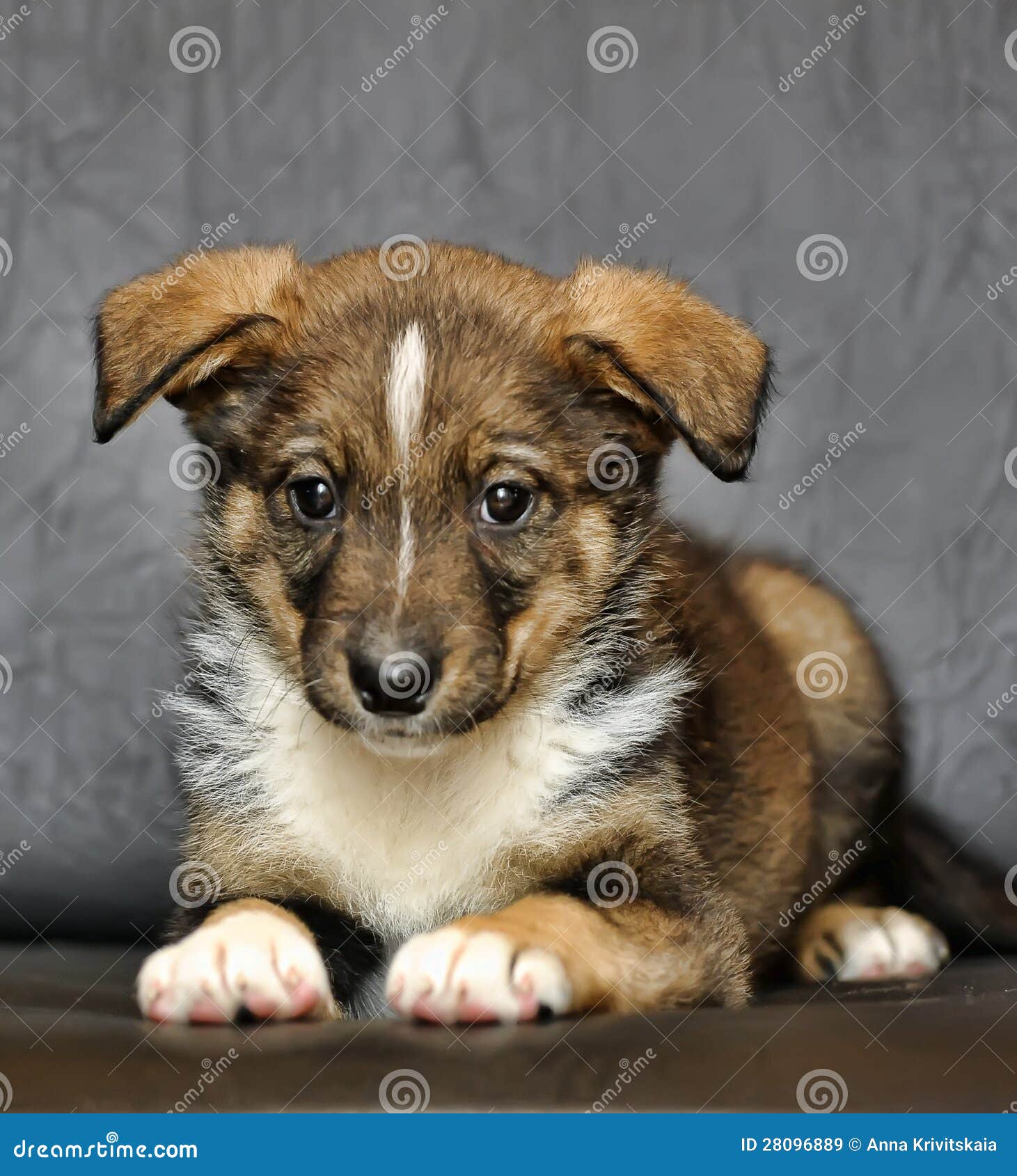 Cute purebred puppy stock image. Image of beast, domestic - 28096889