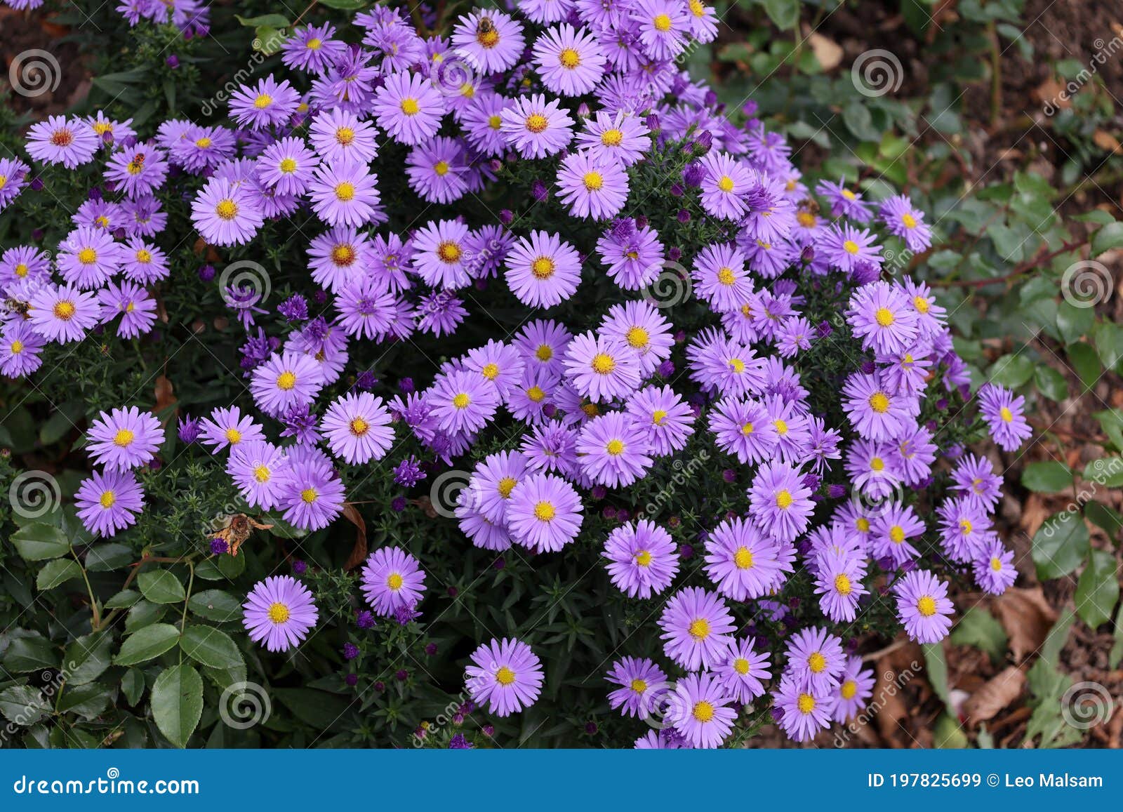 Cute Purple Autumn Asters Bloom in Autumn Stock Image - Image of fall ...
