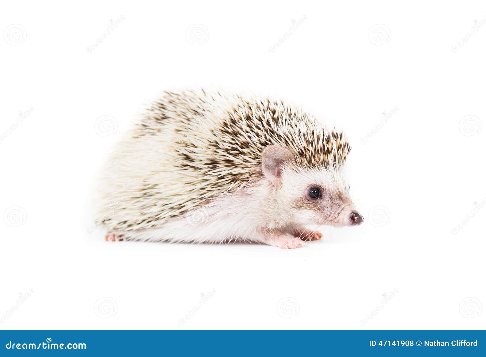 Cute Pygmy Hedgehog stock photo. Image of domestic, young - 47141908