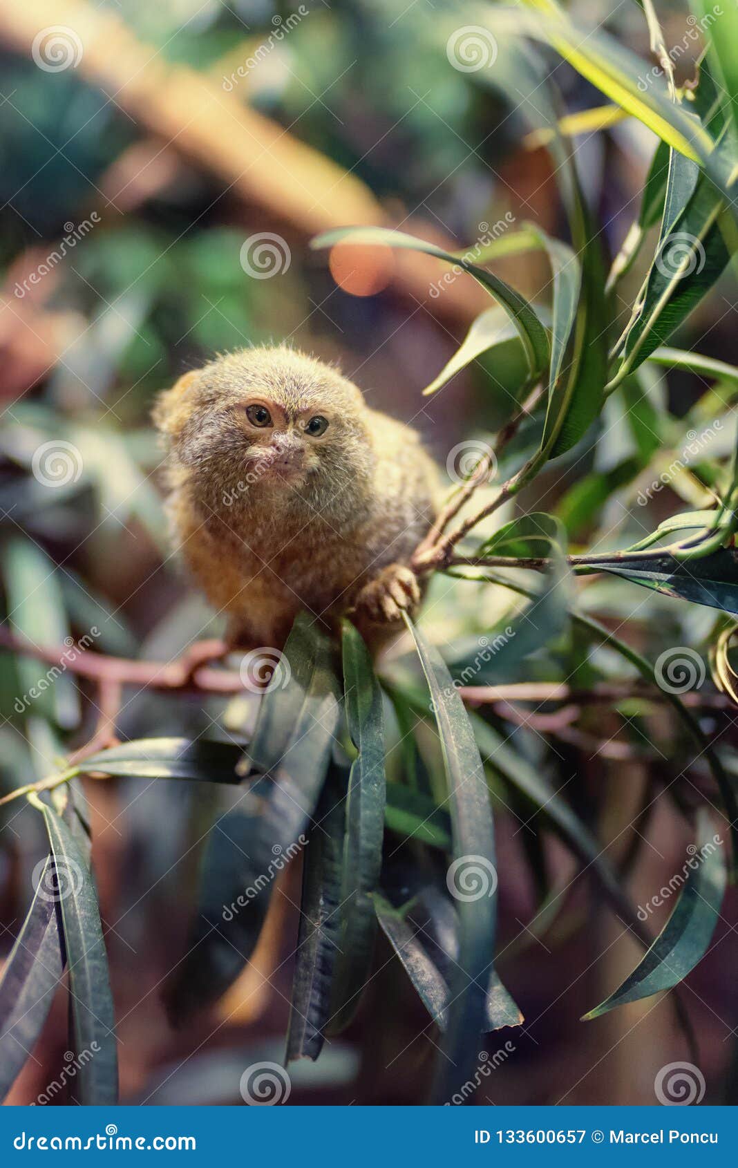 Cute Pygmy Marmoset