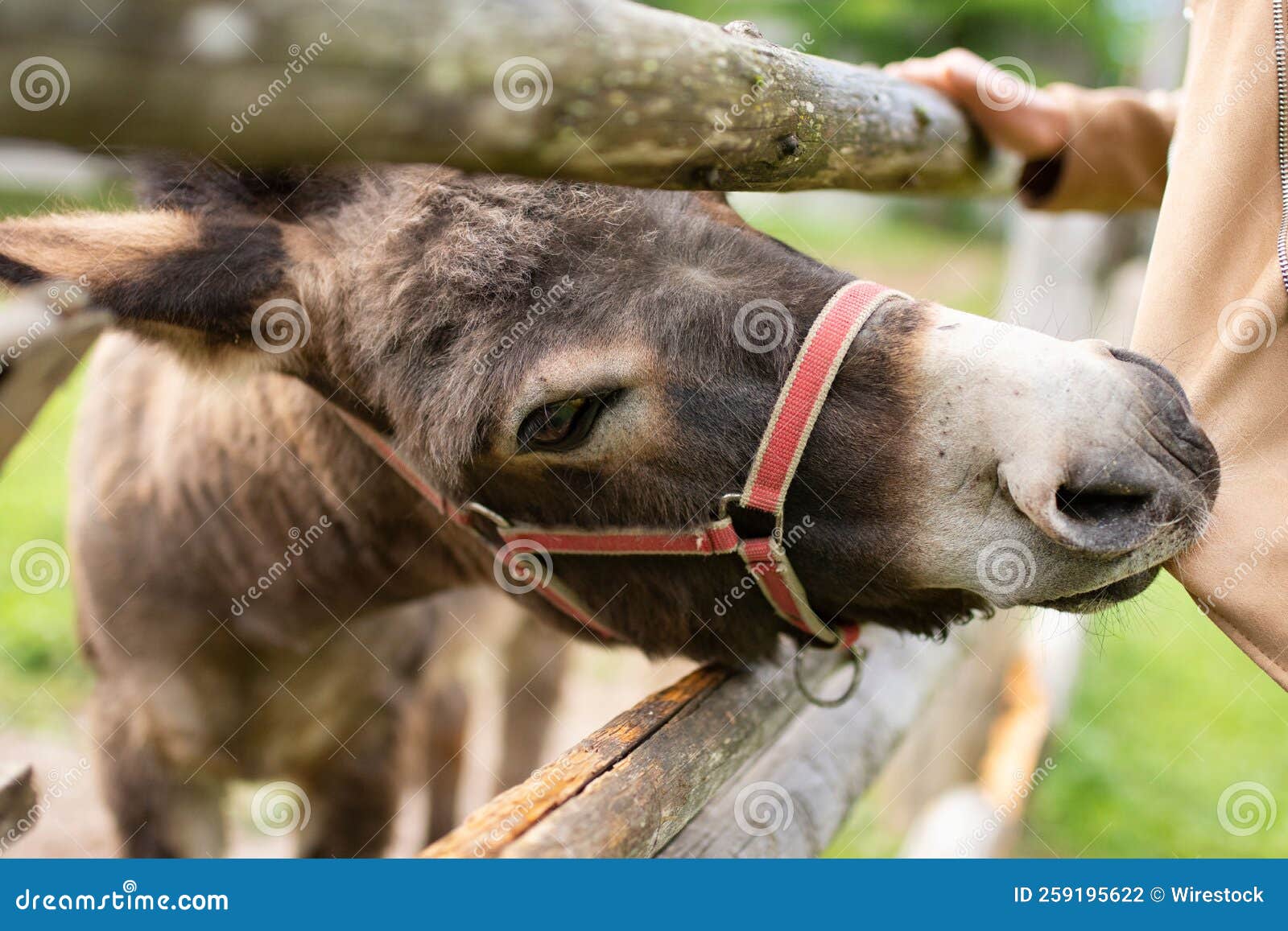 Cute Pyrenean Donkey Caught the Jacket of a Person Behind the Wooden ... Cute Pyrenean Donkey Caught the Jacket of a Person Behind the Wooden ...