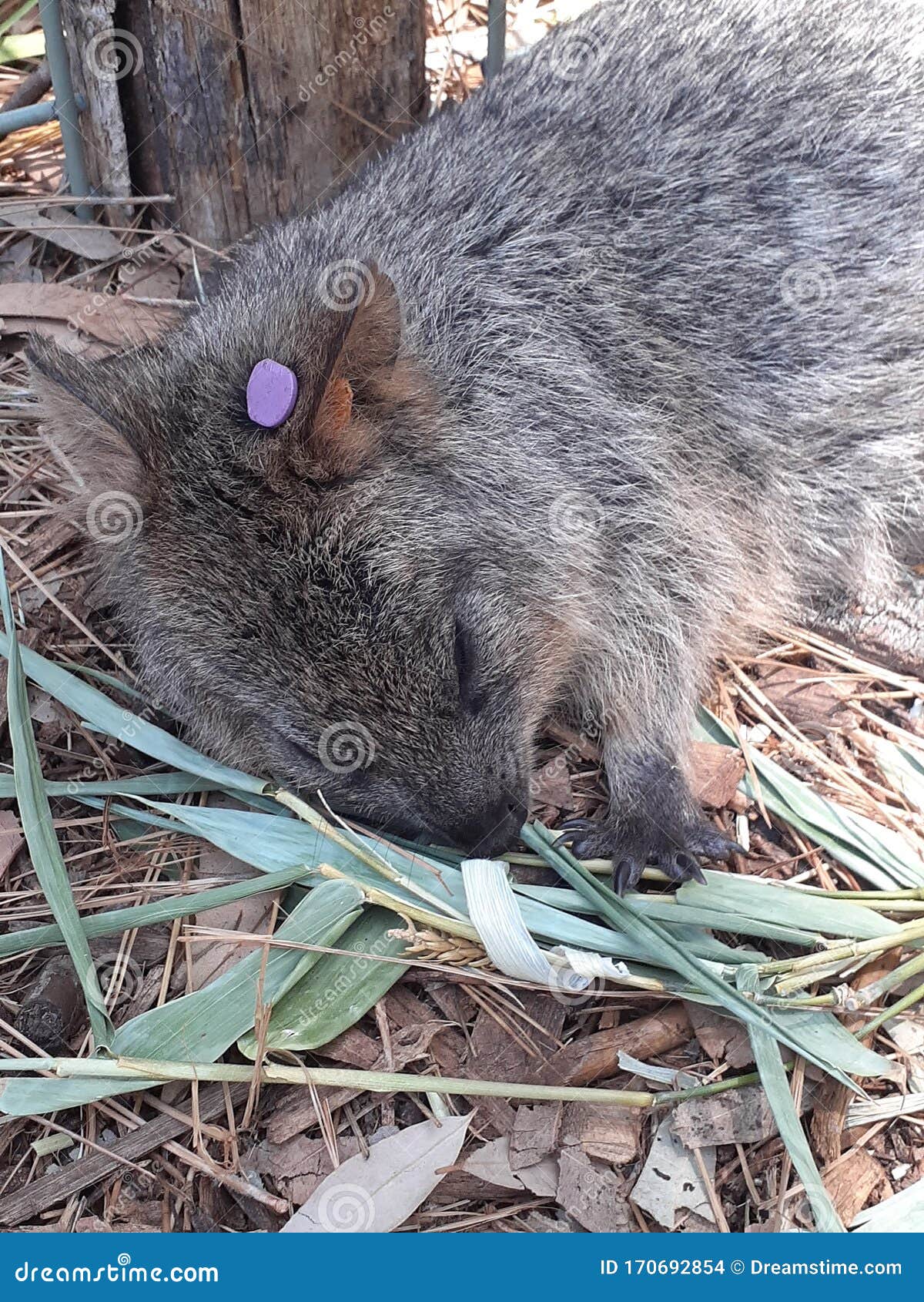 Cute Quakers Sleeping Quietly Stock Photo - Image of quietly, quakers ...