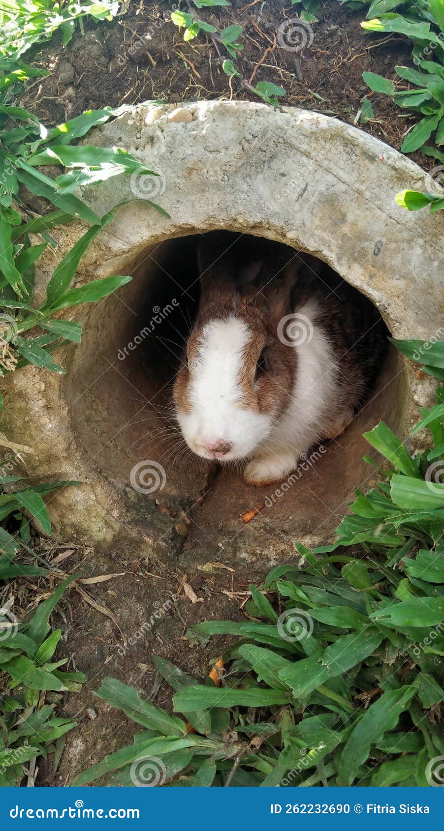 Cute rabbi7 stock photo. Image of cute, mammals, animal - 262232690