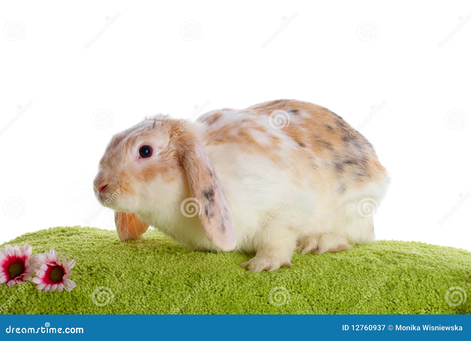 Cute rabbit stock image. Image of adorable, domestic - 12760937