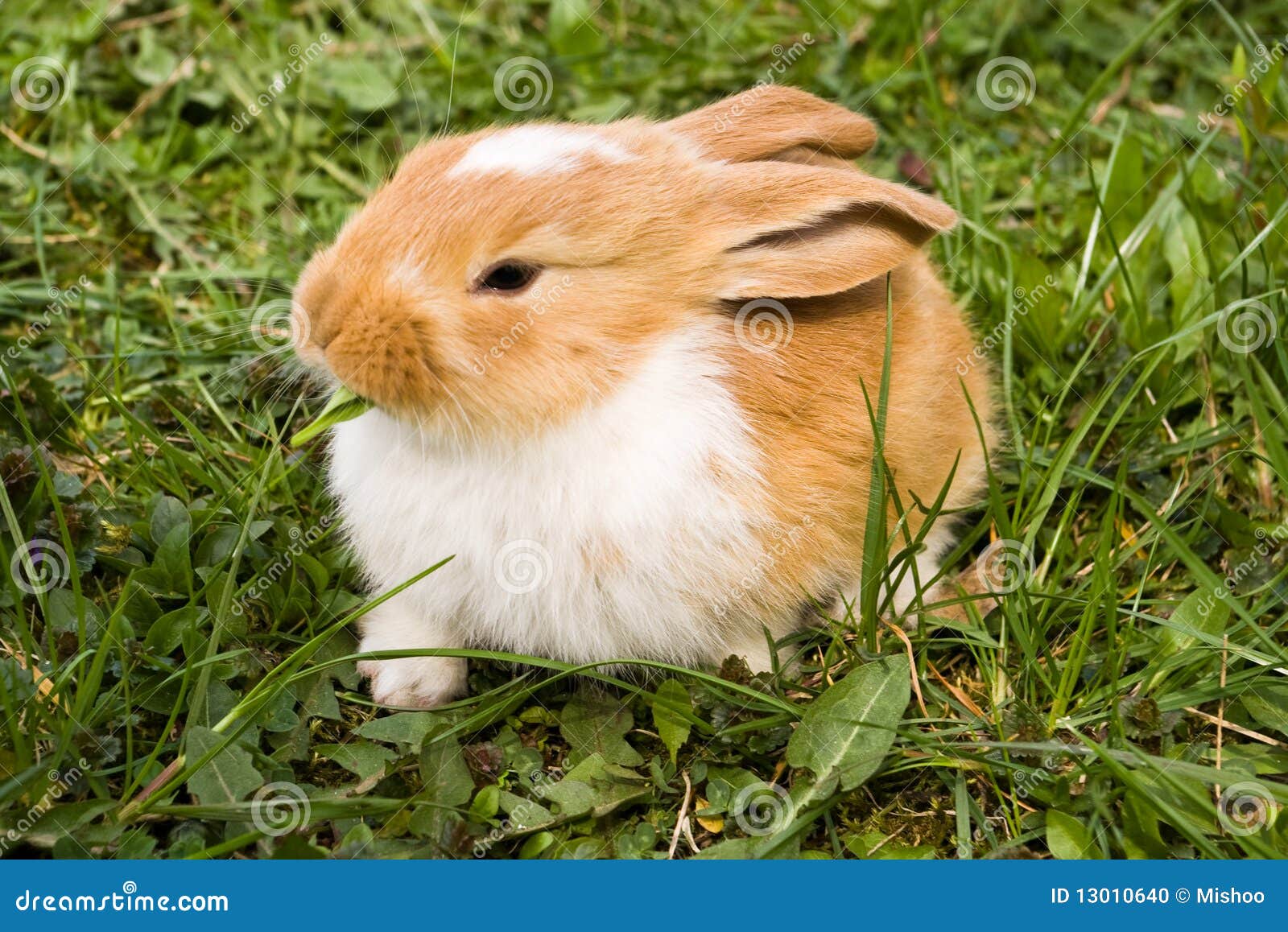 Cute rabbit stock photo. Image of cute, rodent, farm - 13010640