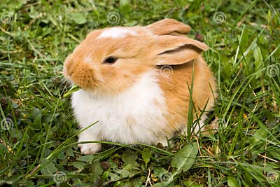 Cute rabbit stock photo. Image of cute, rodent, farm - 13010640
