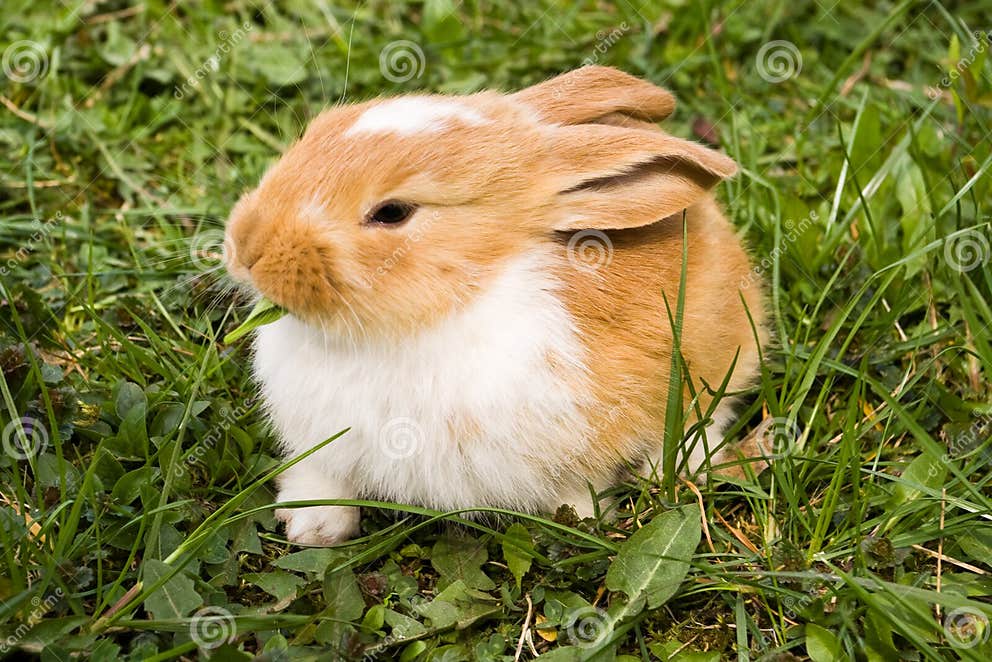 Cute rabbit stock photo. Image of cute, rodent, farm - 13010640