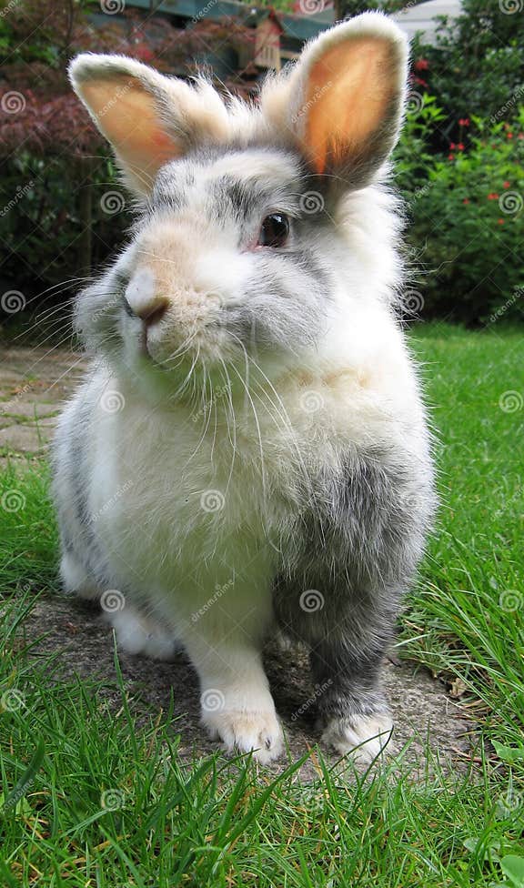 Cute rabbit stock photo. Image of curious, watching, grass - 1338016