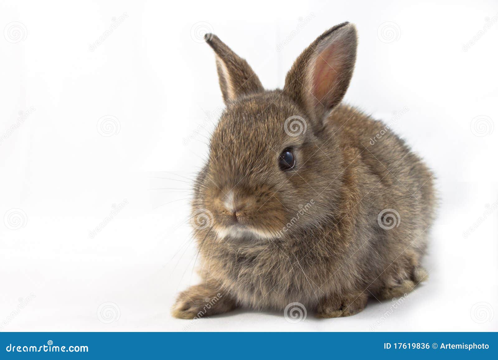 Cute rabbit stock photo. Image of front, ears, fluffy - 17619836