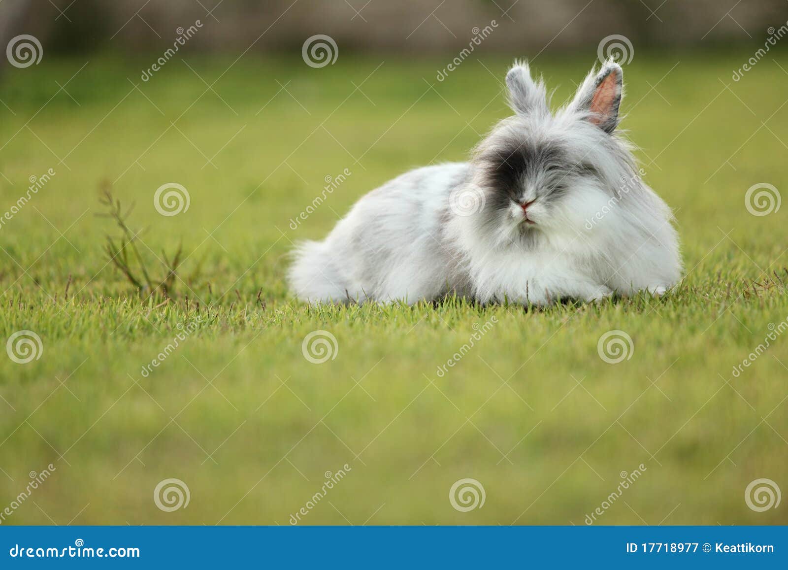 Cute Rabbit stock image. Image of beauty, field, countryside - 17718977