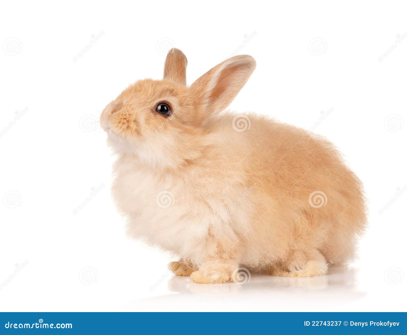 Cute rabbit stock image. Image of friendly, little, hare - 22743237
