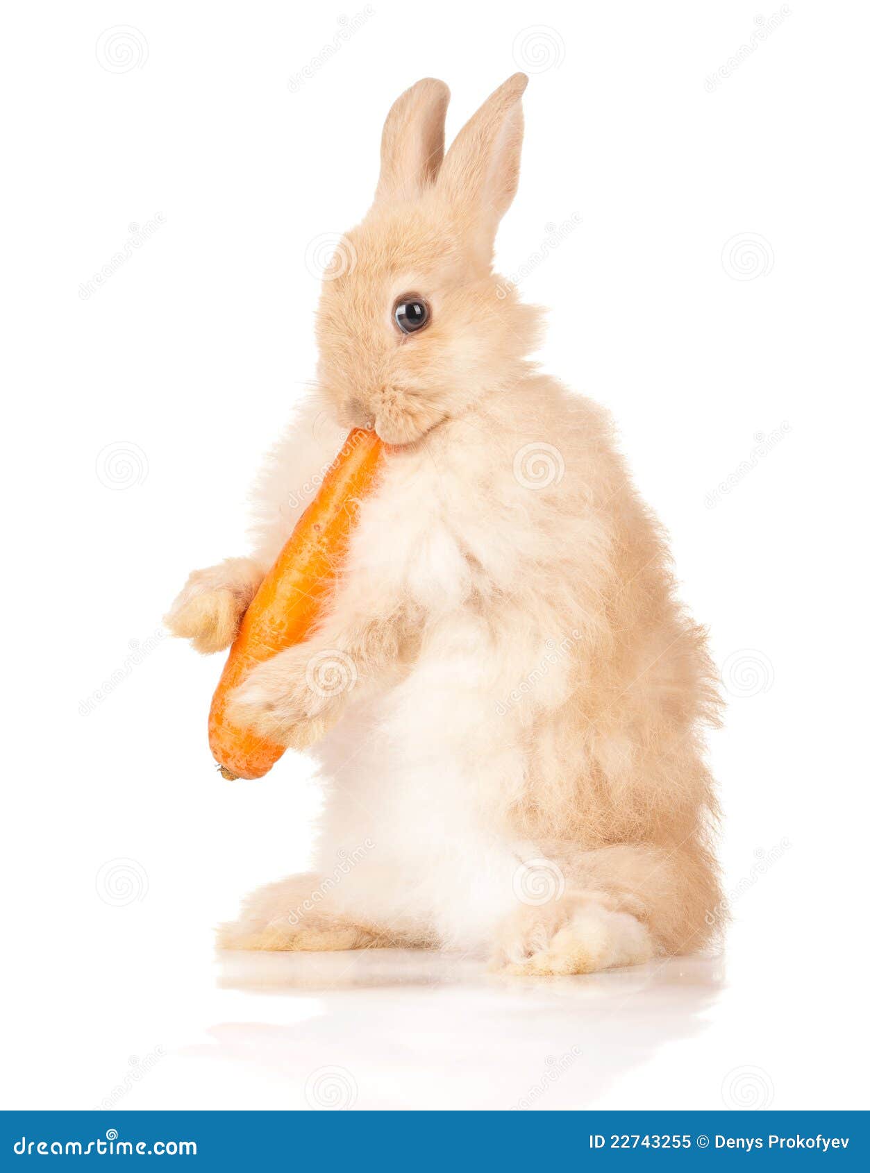Cute rabbit stock image. Image of close, furry, friendly - 22743255