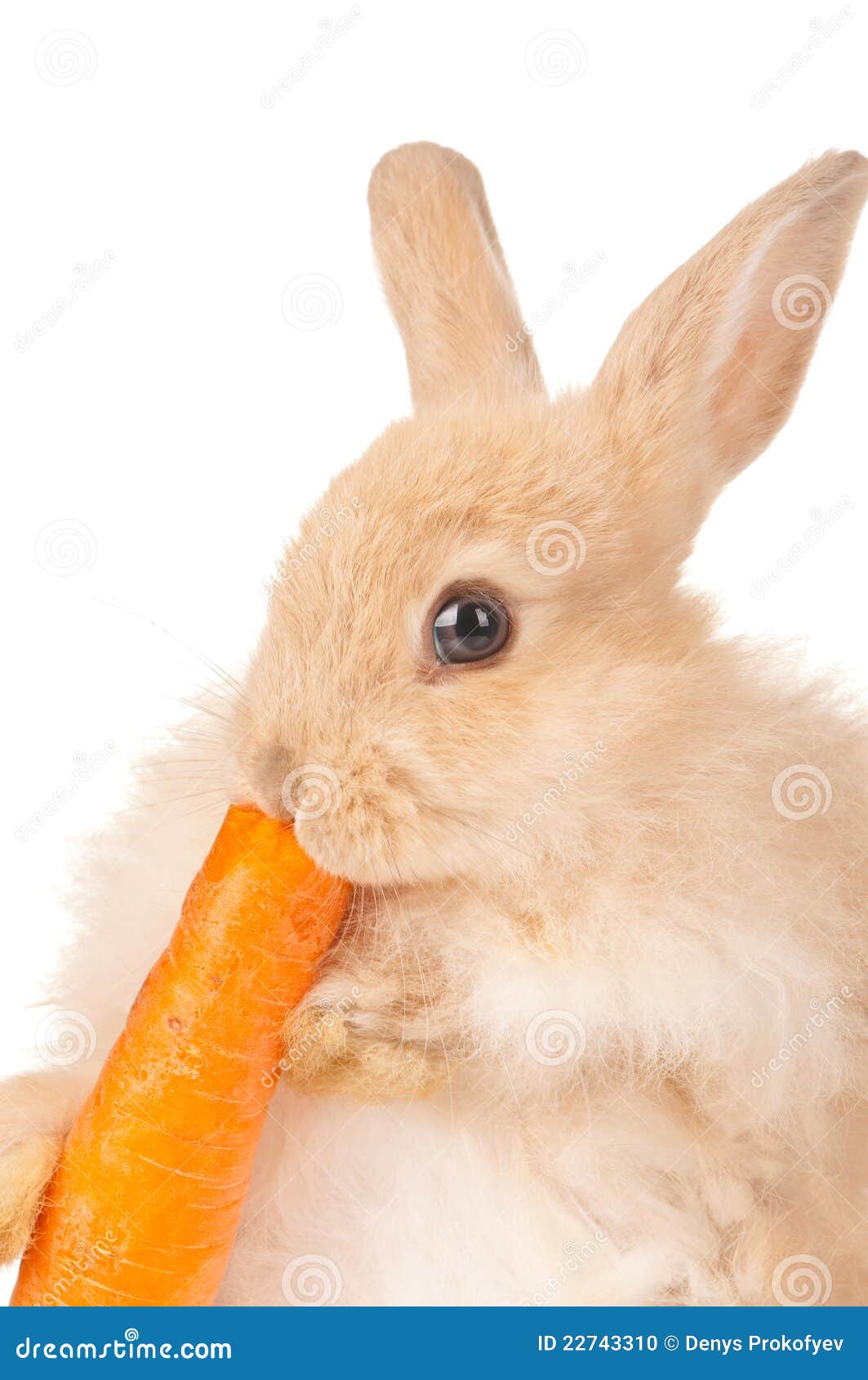 Cute rabbit stock photo. Image of friendly, pink, close - 22743310