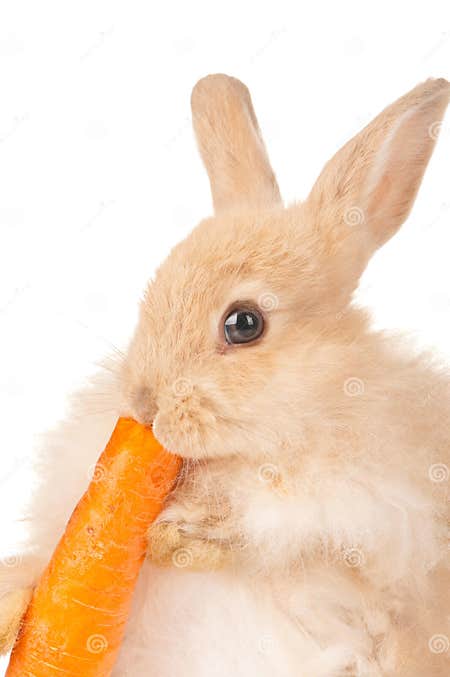 Cute rabbit stock photo. Image of friendly, pink, close - 22743310