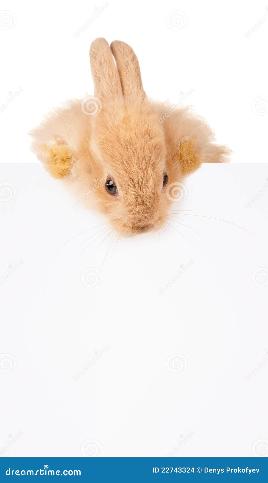 Cute rabbit stock photo. Image of billboard, holiday - 22743324