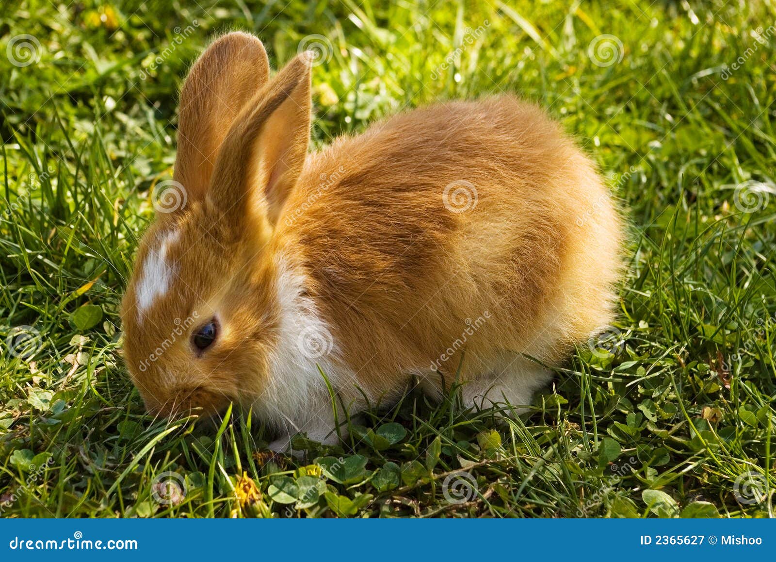 Cute rabbit stock image. Image of cuddly, grass, summer - 2365627