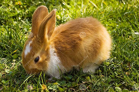 Cute rabbit stock image. Image of cuddly, grass, summer - 2365627