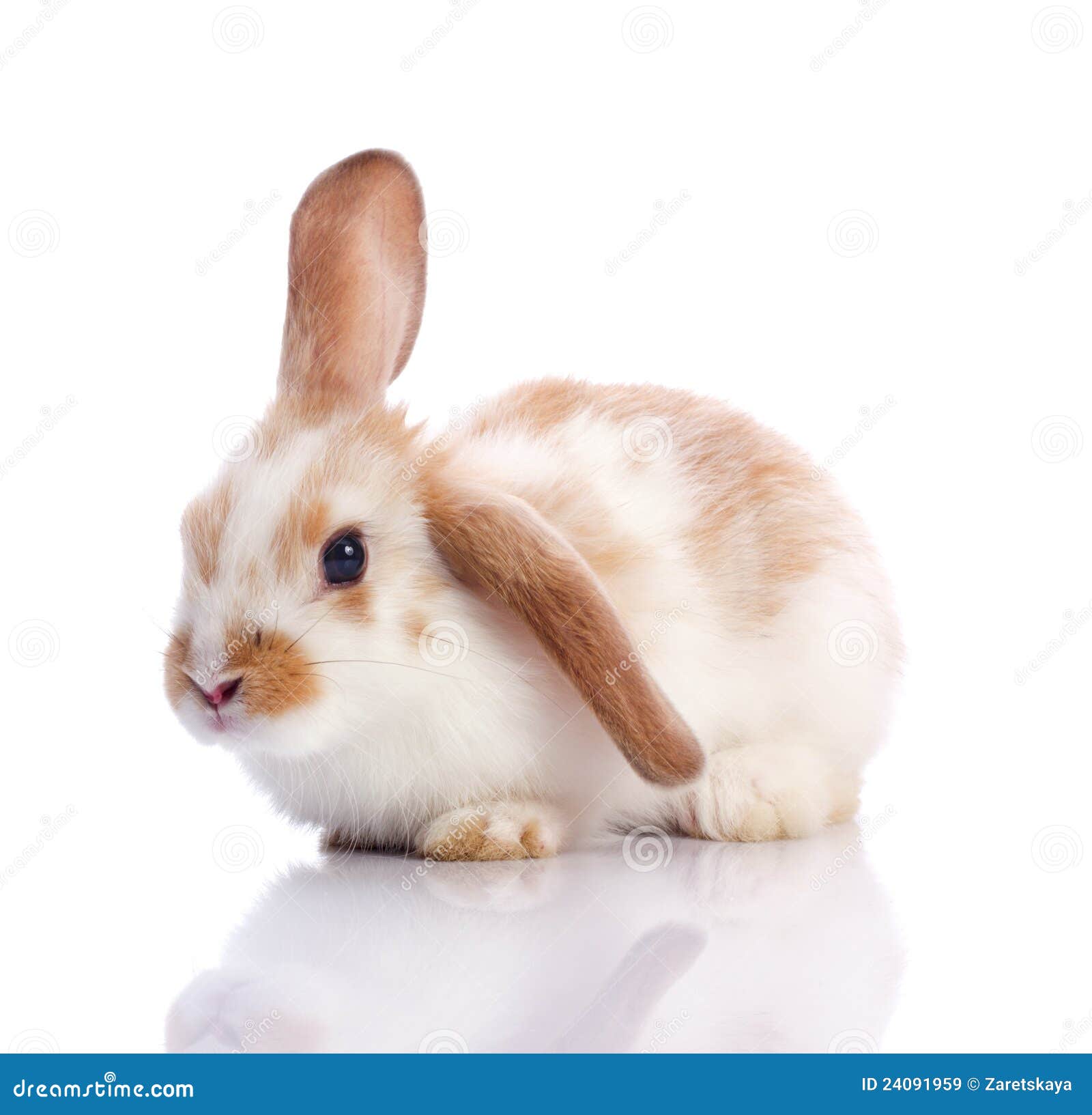 Cute rabbit stock image. Image of isolated, easter, pretty - 24091959