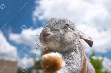 Cute Rabbit stock image. Image of rodent, wickers, hold - 2898099