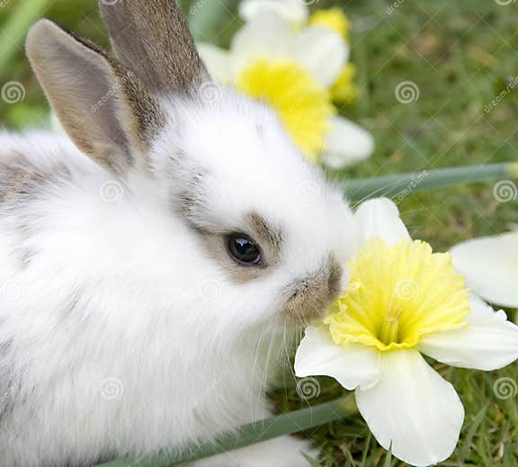Cute rabbit stock image. Image of nice, animal, narcissus - 5872555