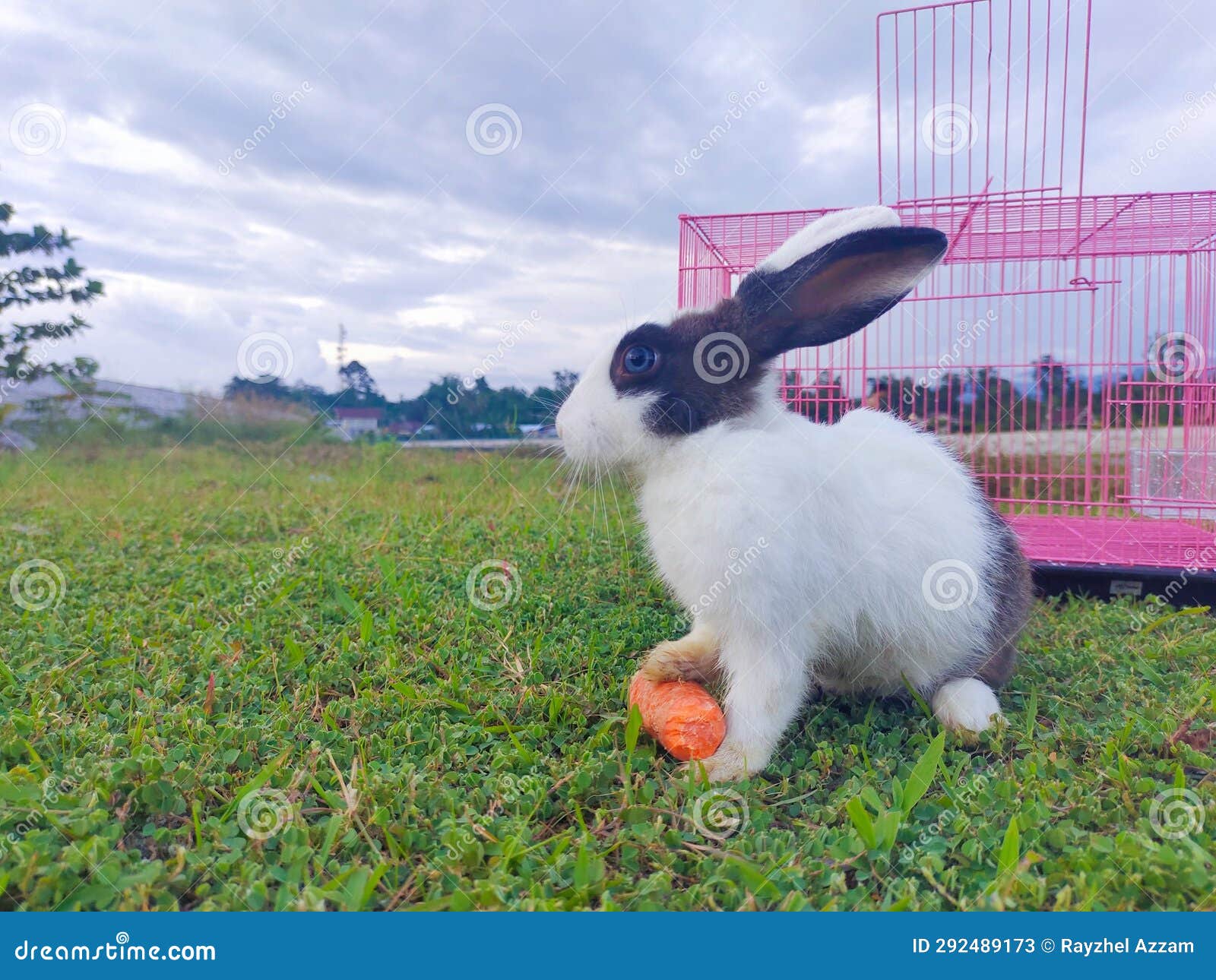 Cute Rabbit in the Afternoon Stock Image - Image of telephone, natural ...