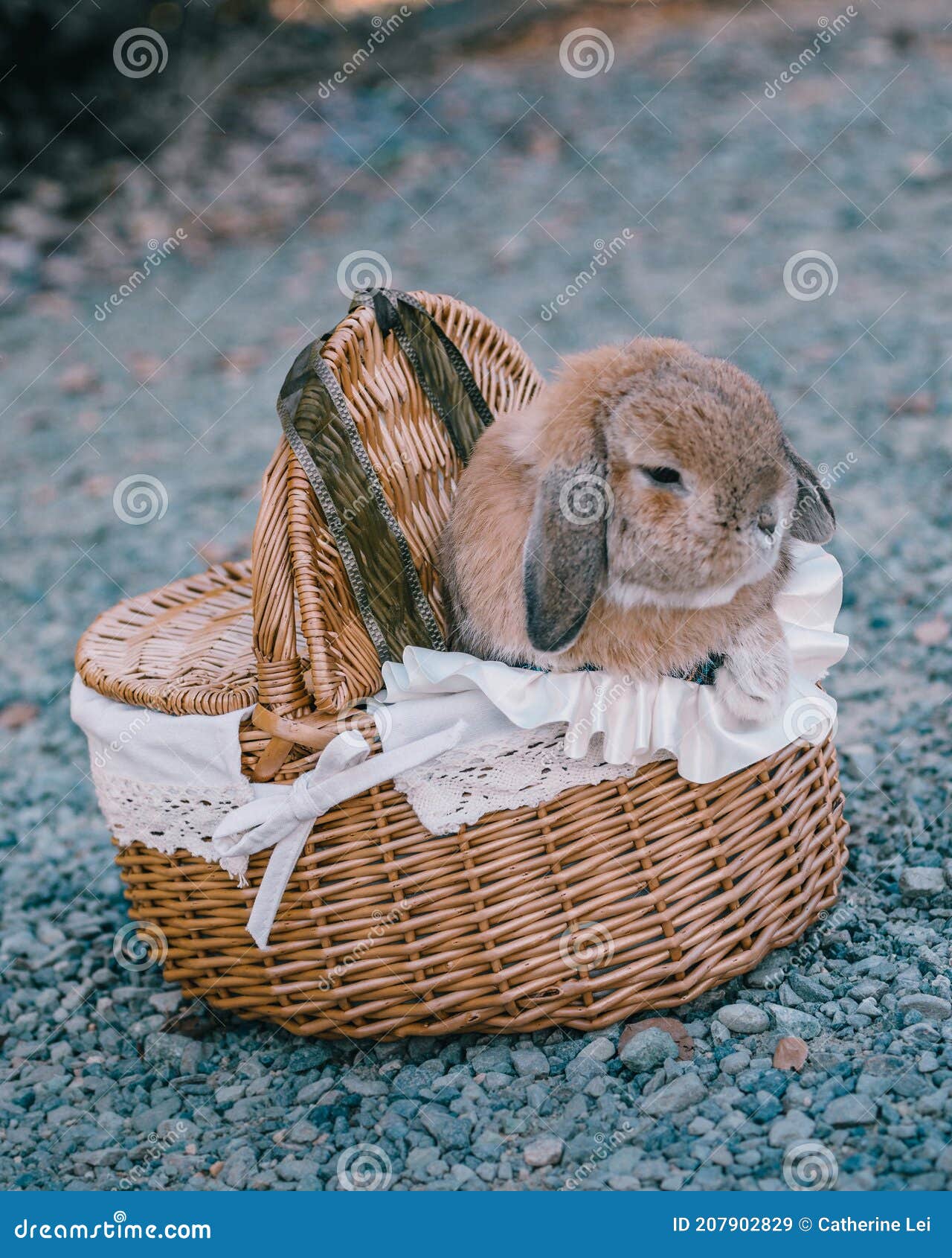 Cute rabbit in basket stock image. Image of textile - 207902829