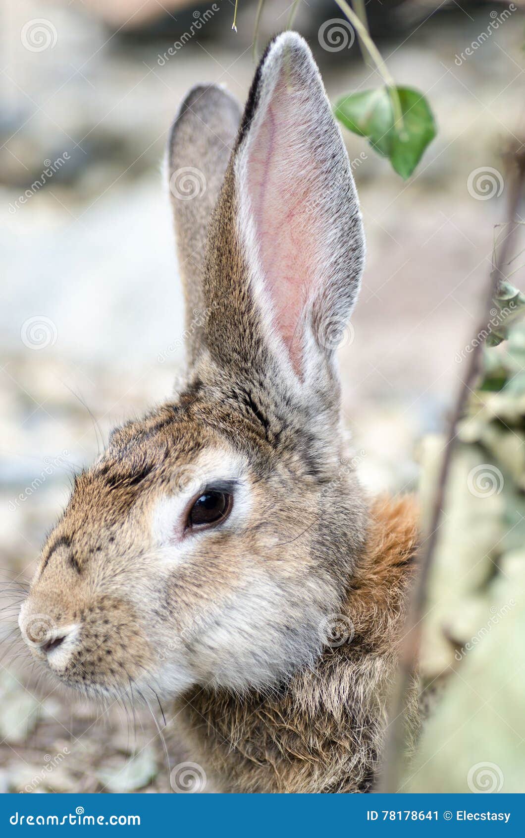Cute Rabbit with Big Ears in Spring Forest Stock Image - Image of ears ...