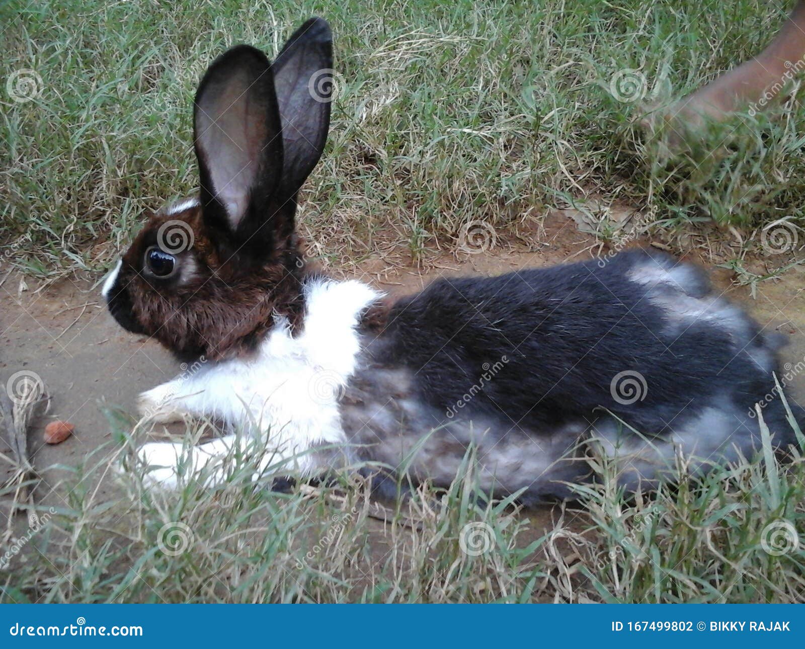 Cute Rabbit with Black and White in Colour Stock Photo - Image of ...
