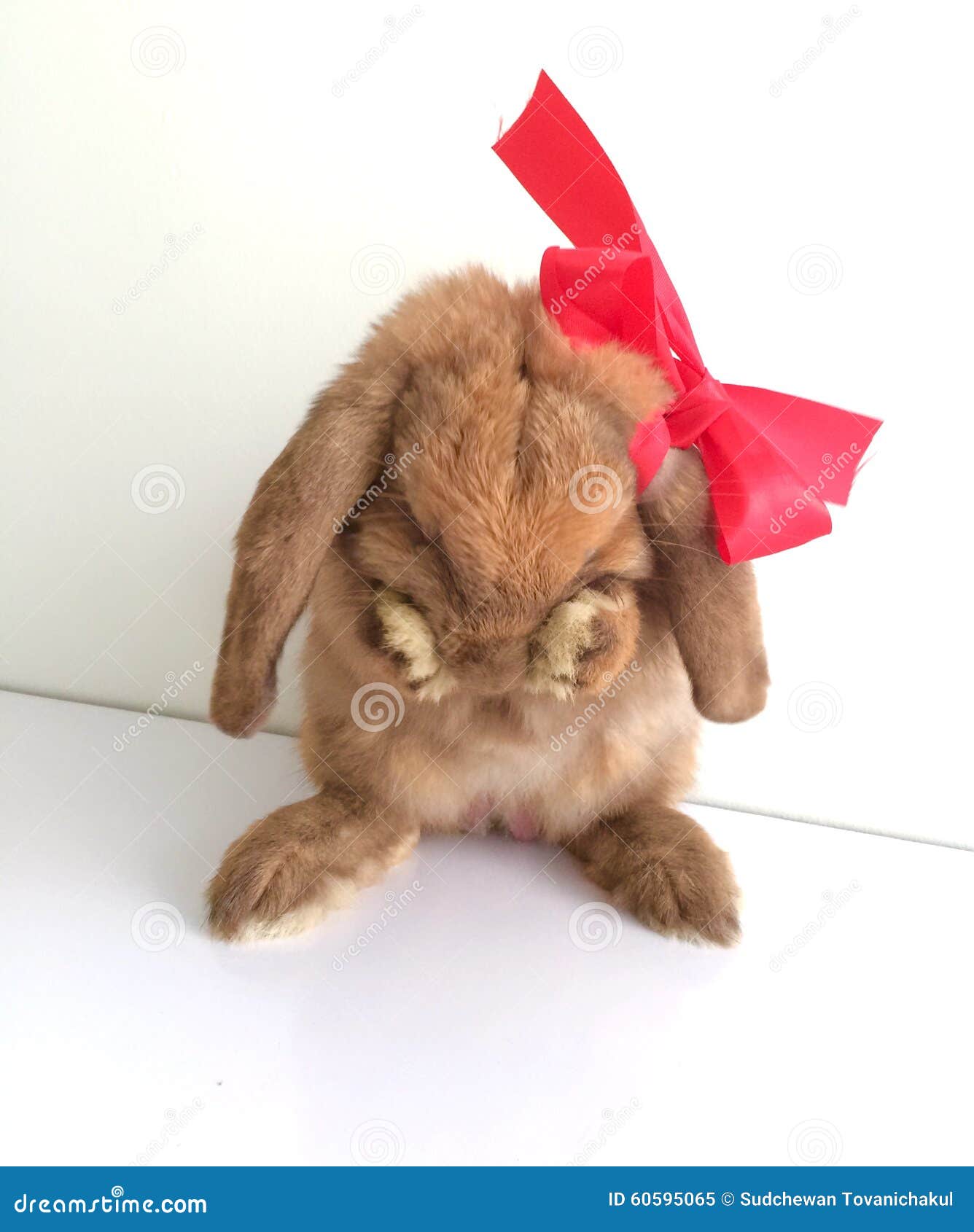 Cute rabbit stock image. Image of ribbon, rabbit, brown - 60595065