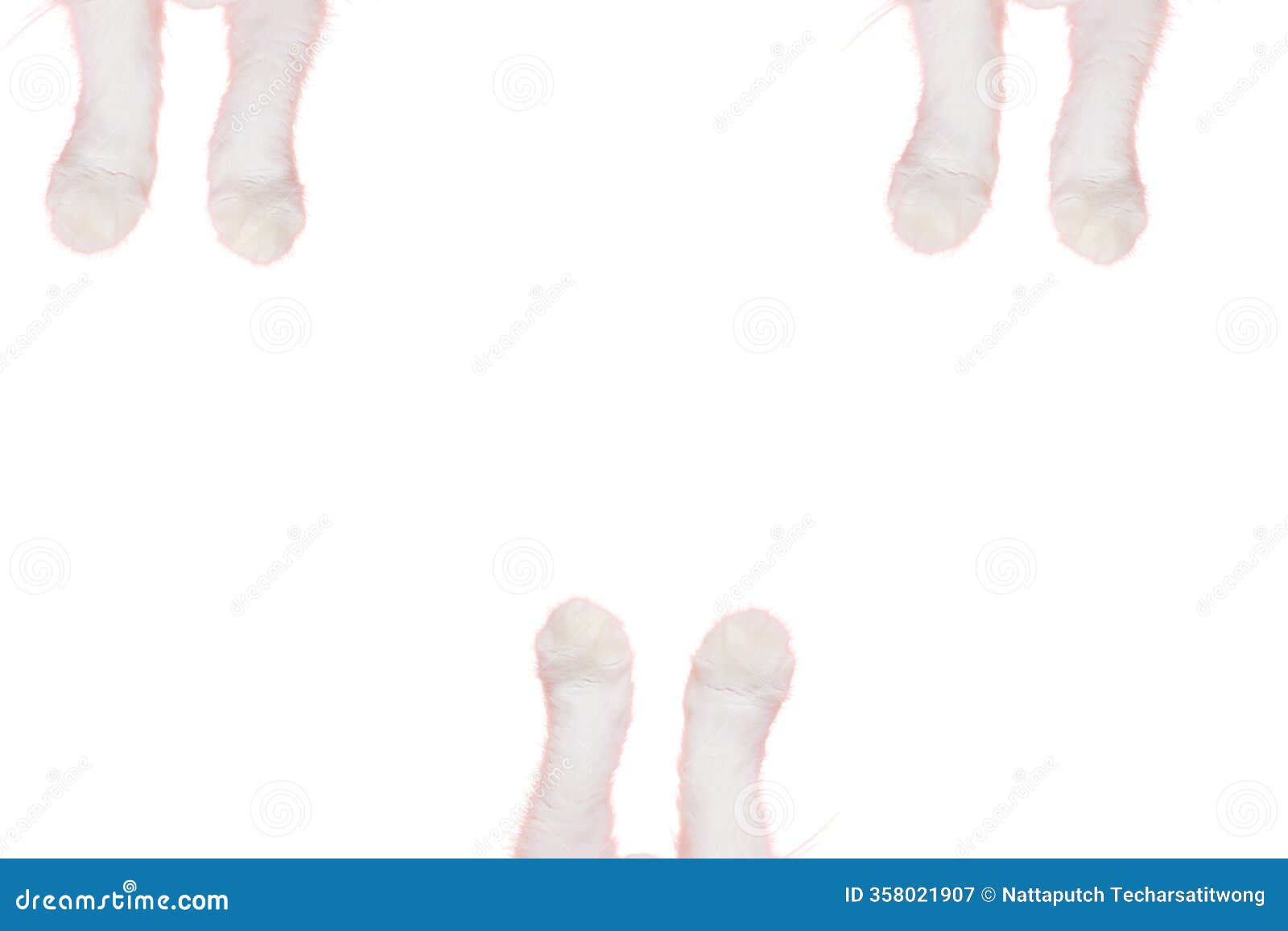 Cute Rabbit Bunny Paws on the White Background Stock Illustration ...